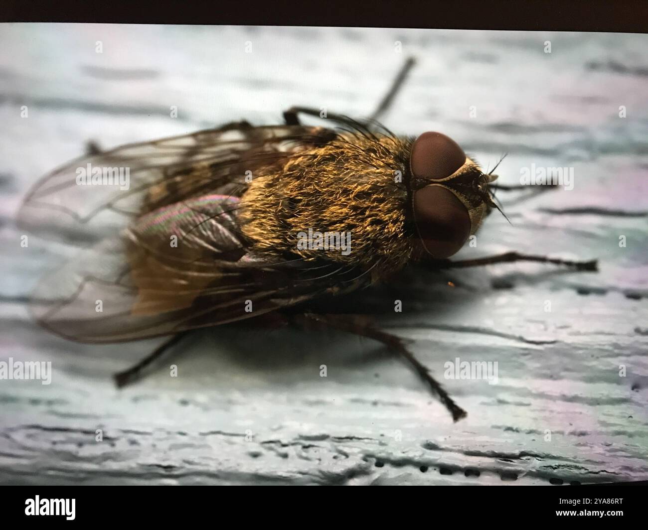 Cluster Flies (Pollenia) Insecta Stock Photo - Alamy
