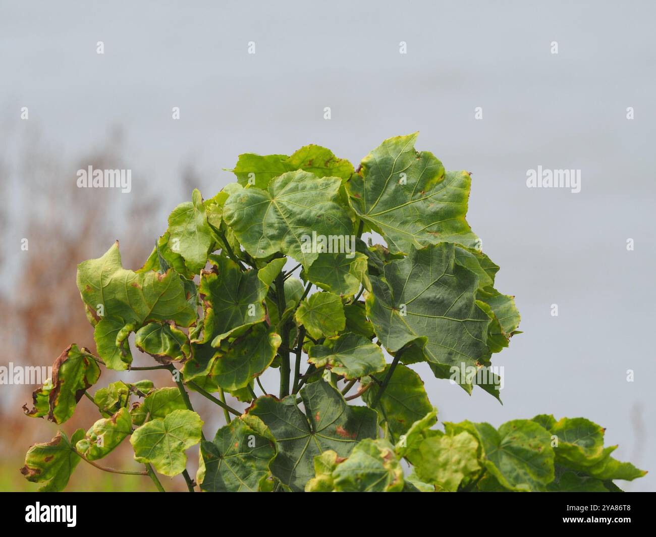 Taiwan cotton rose (Hibiscus taiwanensis) Plantae Stock Photo - Alamy