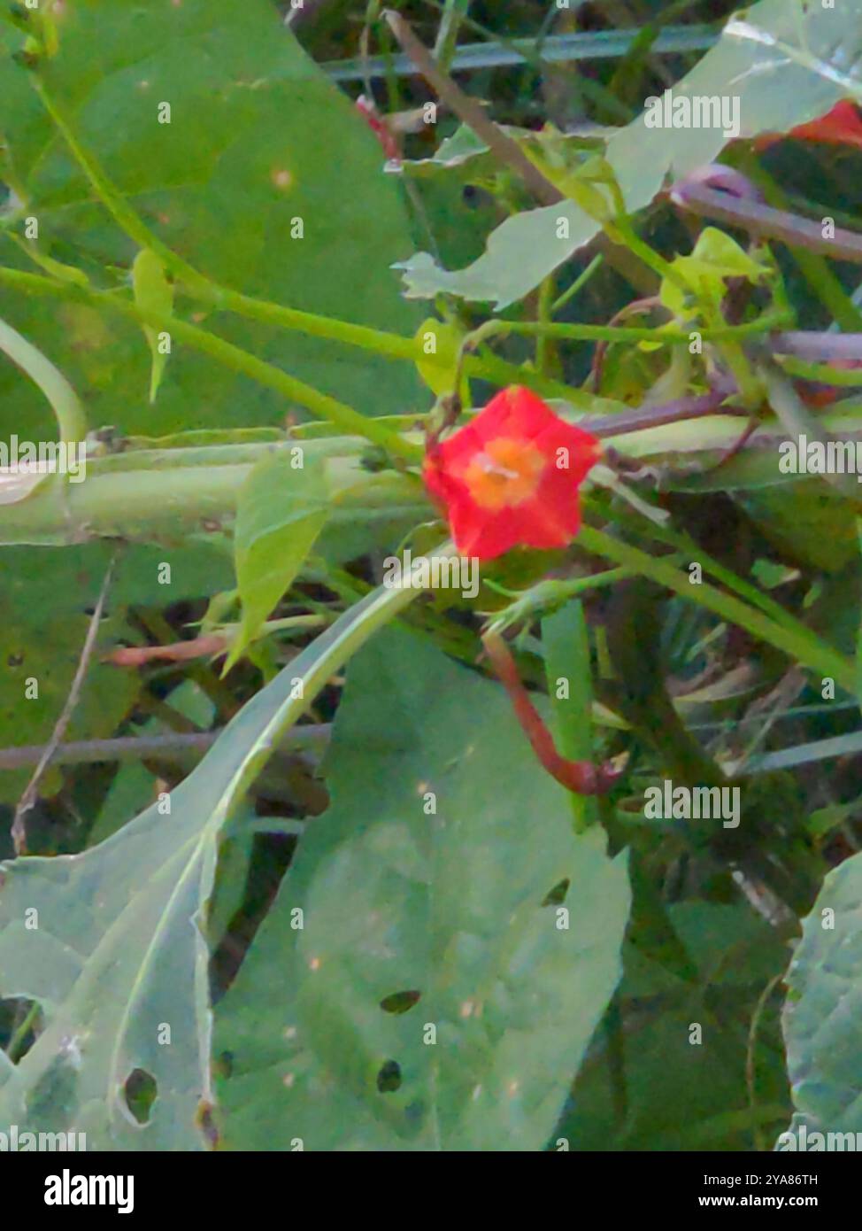 red morning glory (Ipomoea coccinea) Plantae Stock Photo - Alamy