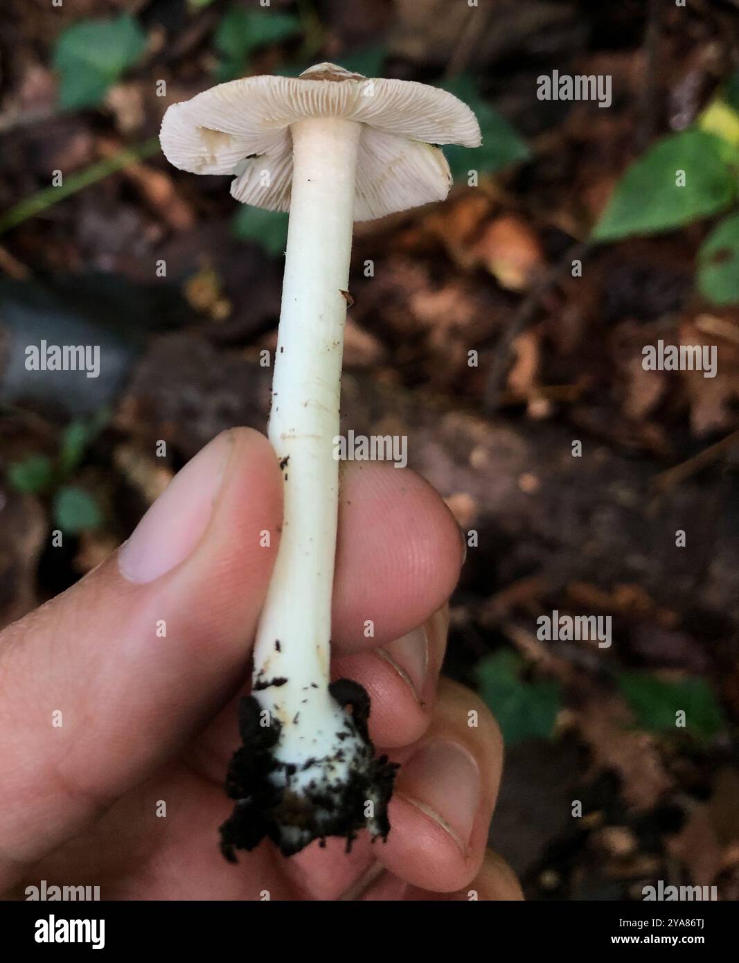 Fibercaps and Allies (Inocybaceae) Fungi Stock Photo - Alamy