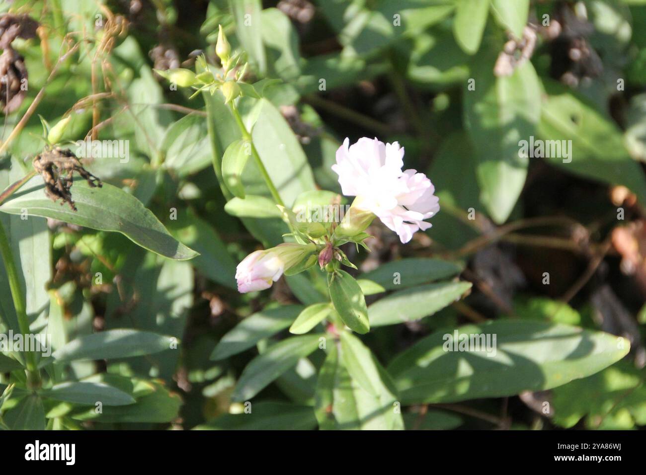 common soapwort (Saponaria officinalis) Plantae Stock Photo - Alamy