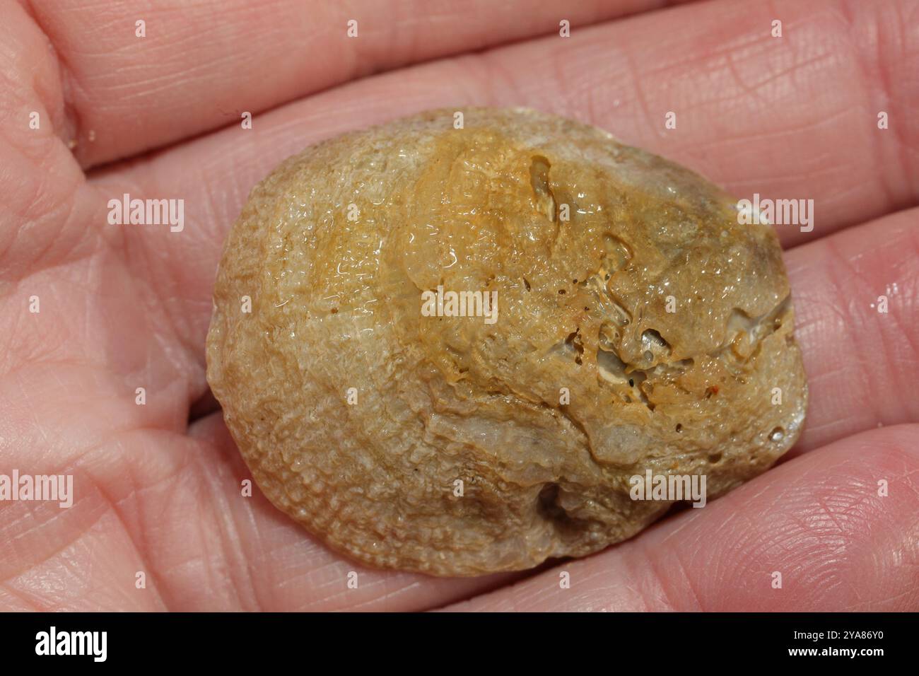 European Flat Oyster (Ostrea edulis) Mollusca Stock Photo - Alamy