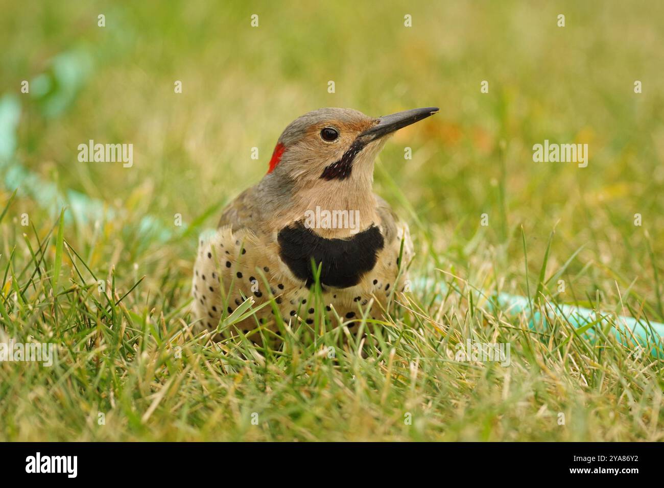 Northern Flicker (Colaptes auratus) Aves Stock Photo - Alamy