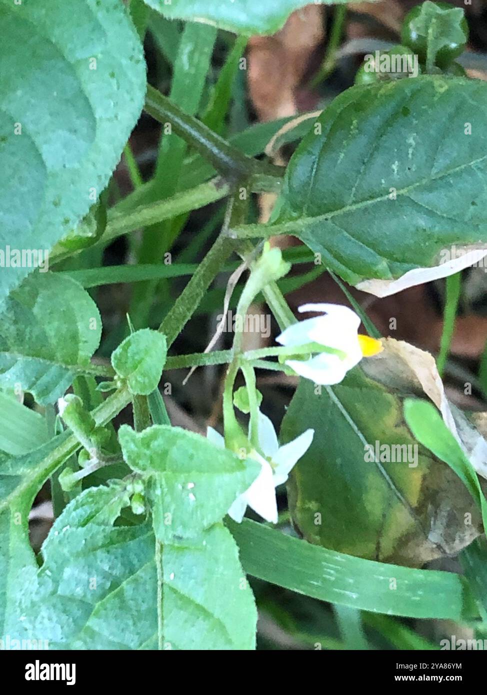 black nightshade (Solanum nigrum) Plantae Stock Photo - Alamy