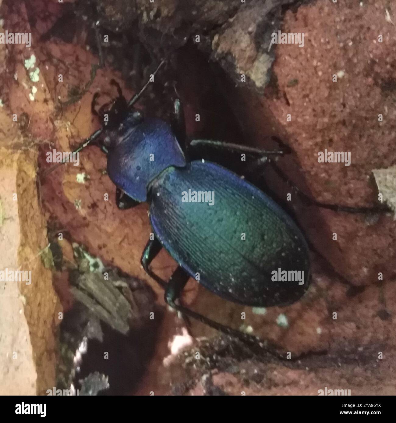 Rough Violet Ground Beetle (Carabus problematicus) Insecta Stock Photo ...