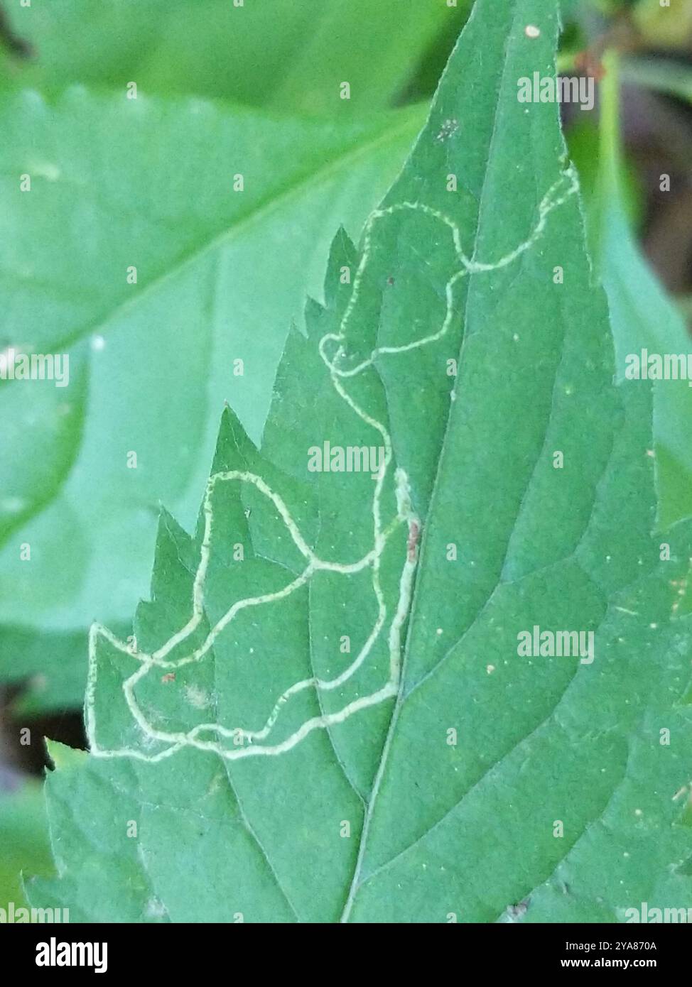 Leaf-miner Flies (Agromyzidae) Insecta Stock Photo - Alamy