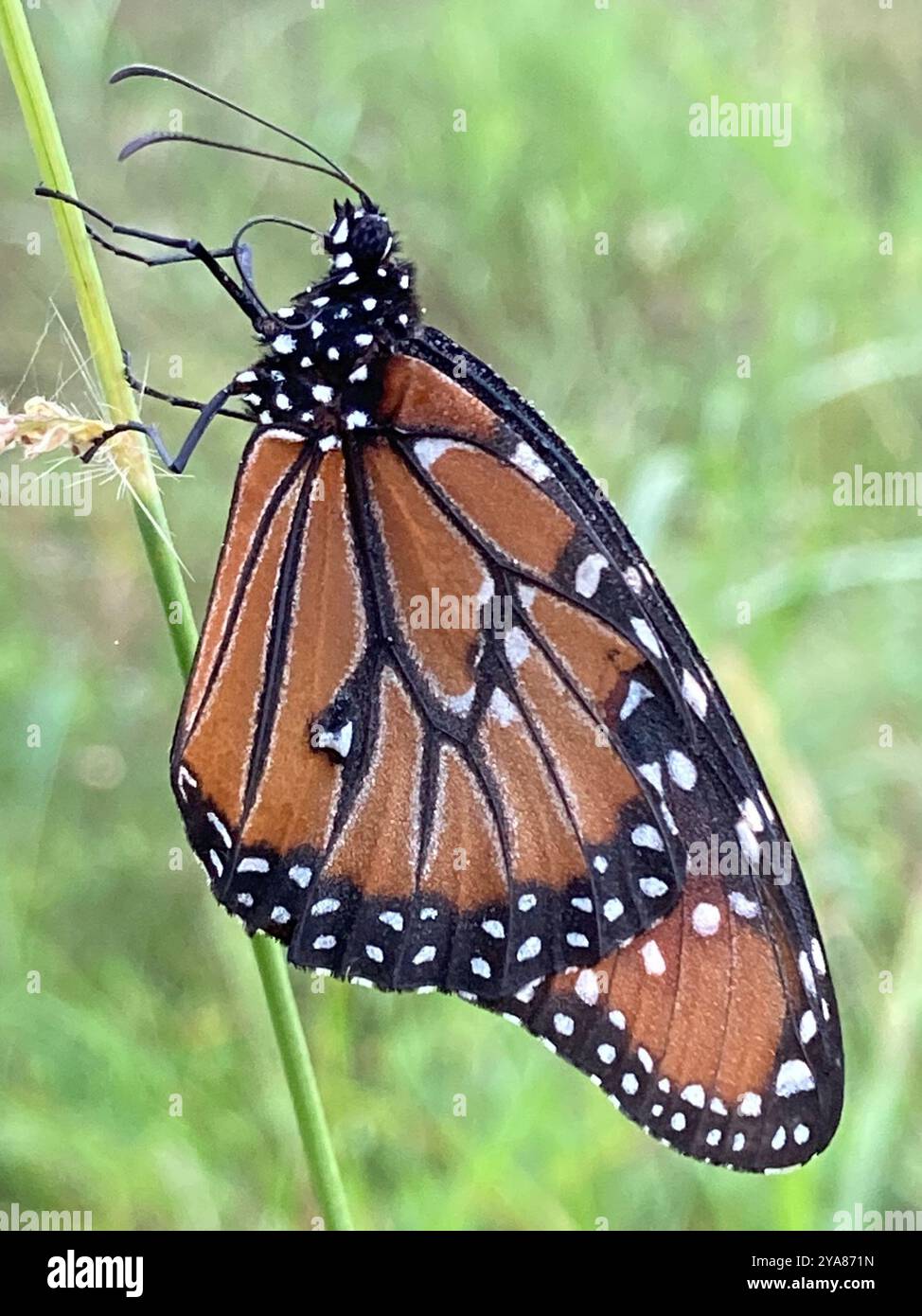 Queen (Danaus gilippus) Insecta Stock Photo - Alamy
