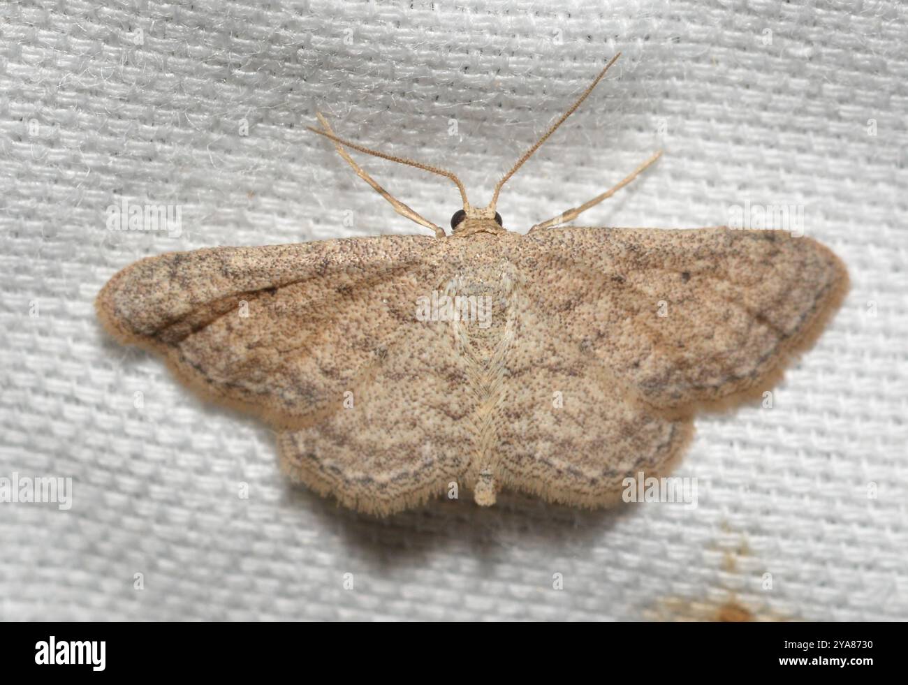 Drab Brown Wave (Lobocleta ossularia) Insecta Stock Photo - Alamy