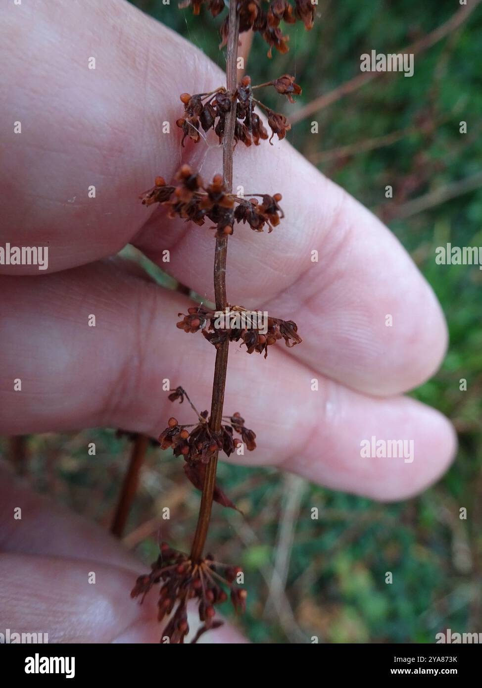 Clustered Dock (Rumex conglomeratus) Plantae Stock Photo - Alamy