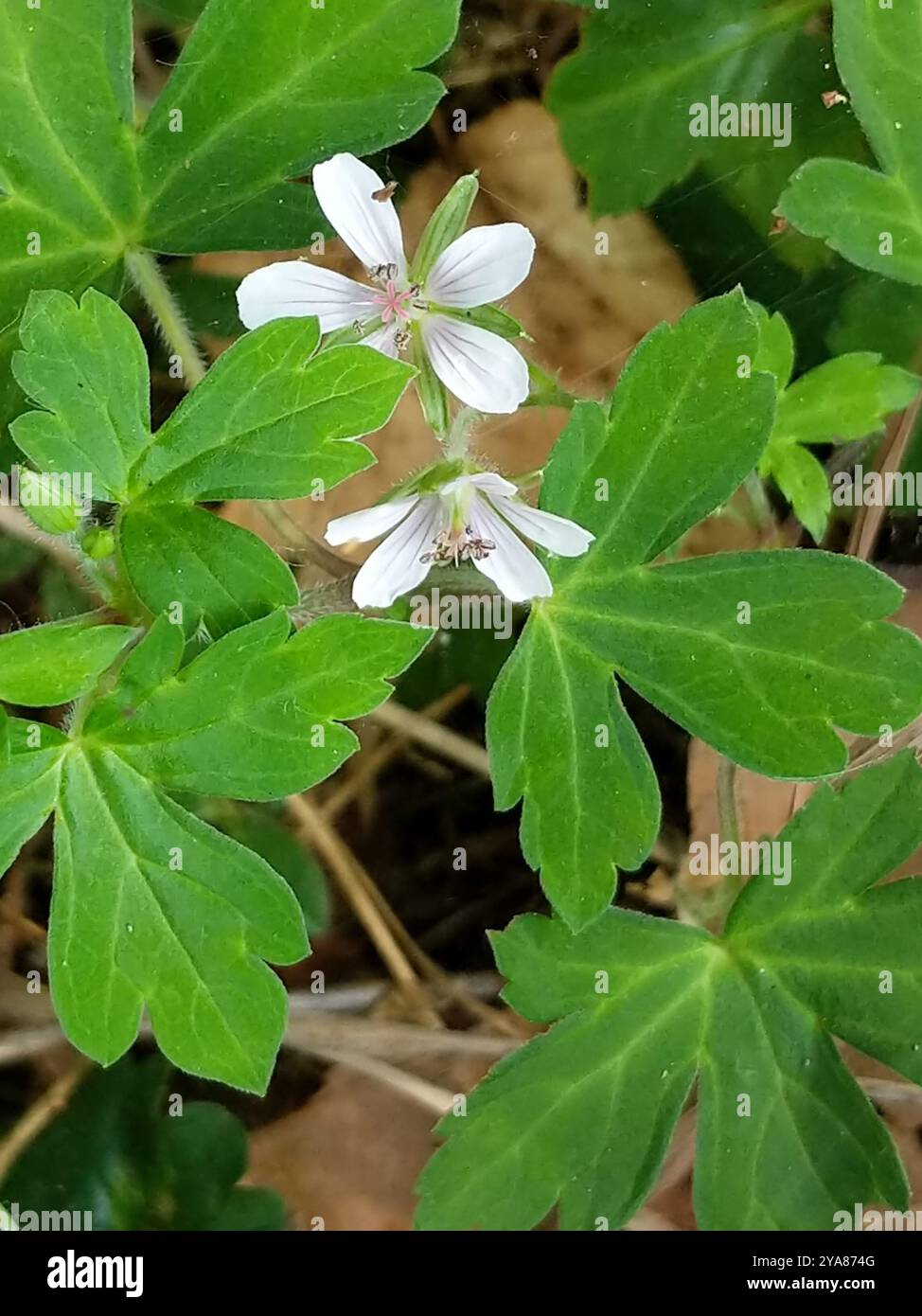 Siberian Crane's-bill (Geranium sibiricum) Plantae Stock Photo - Alamy