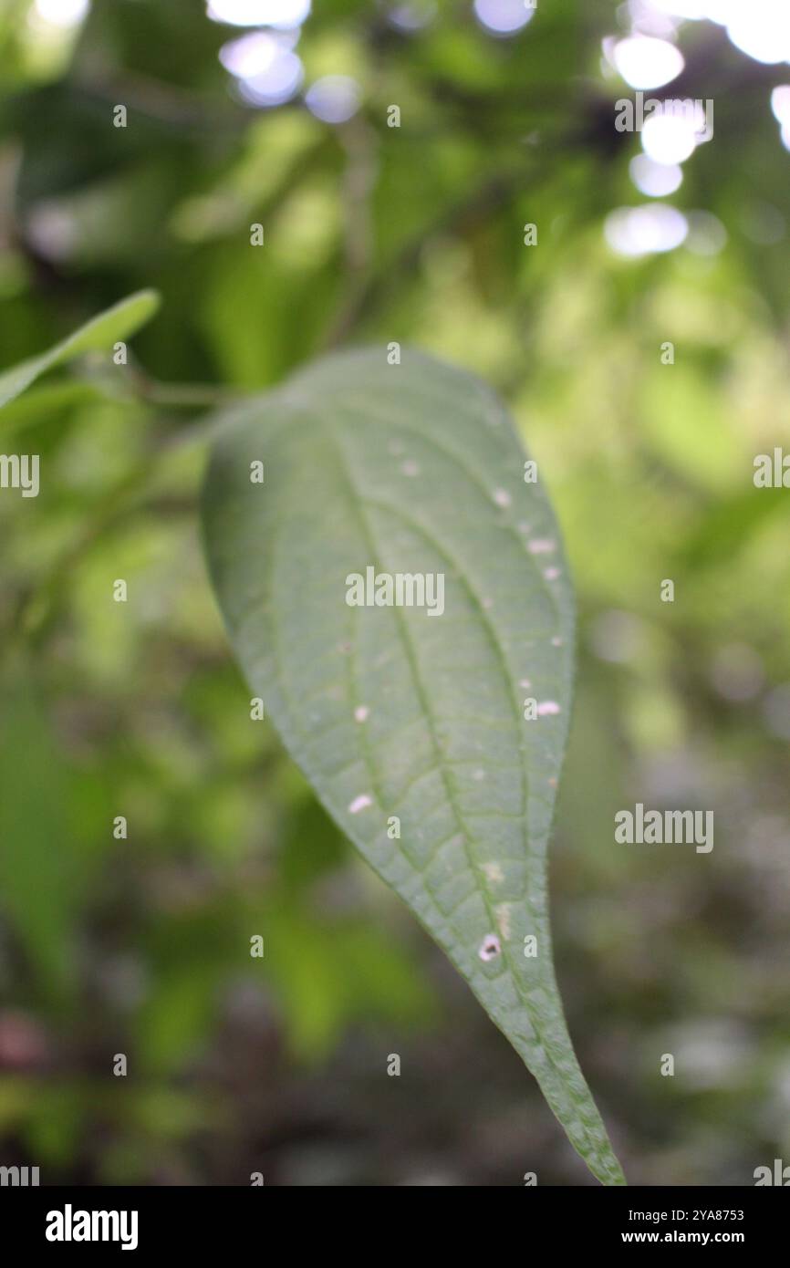 pepper plants (Piper) Plantae Stock Photo - Alamy