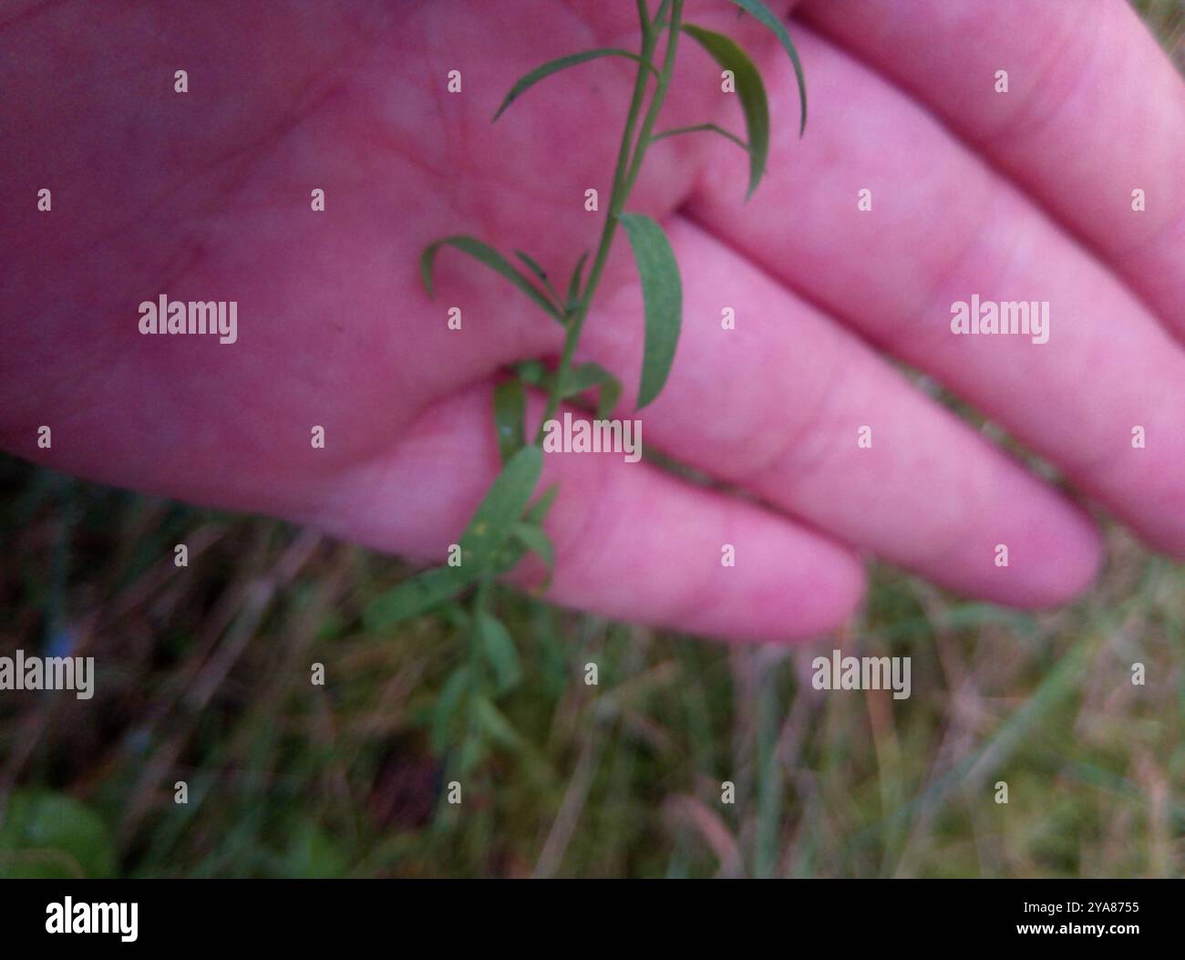 common flax (Linum usitatissimum) Plantae Stock Photo - Alamy