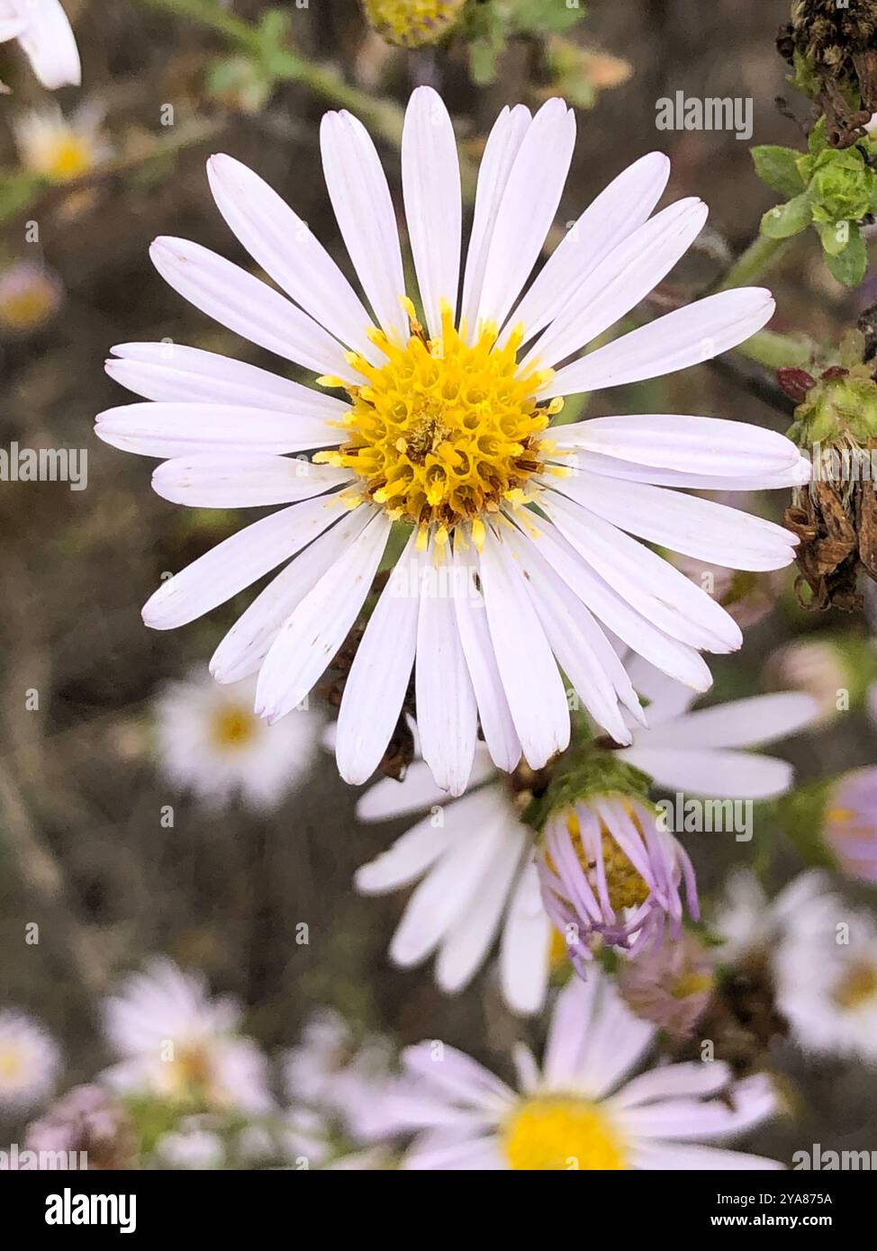 Pacific Aster (Symphyotrichum chilense) Plantae Stock Photo - Alamy