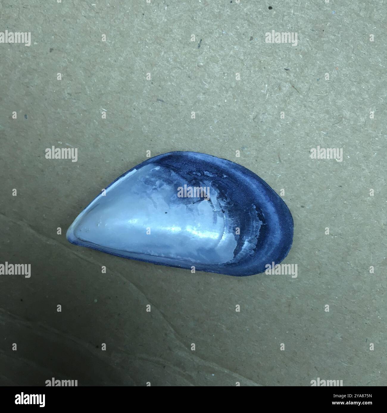 Mediterranean Mussel (Mytilus galloprovincialis) Mollusca Stock Photo ...