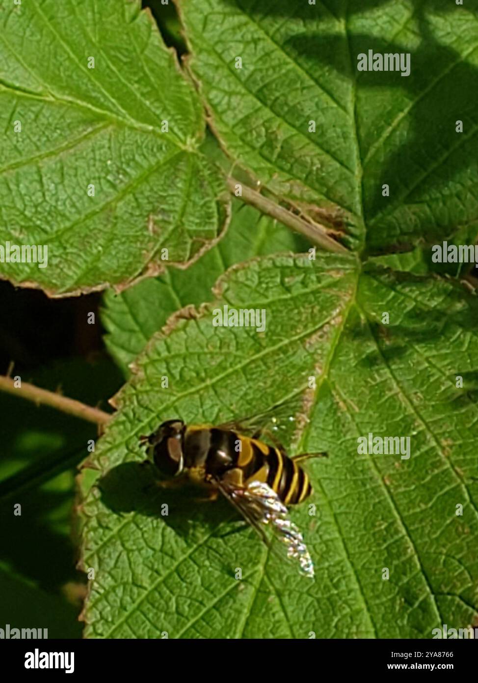 Transverse-banded Flower Fly (Eristalis transversa) Insecta Stock Photo ...