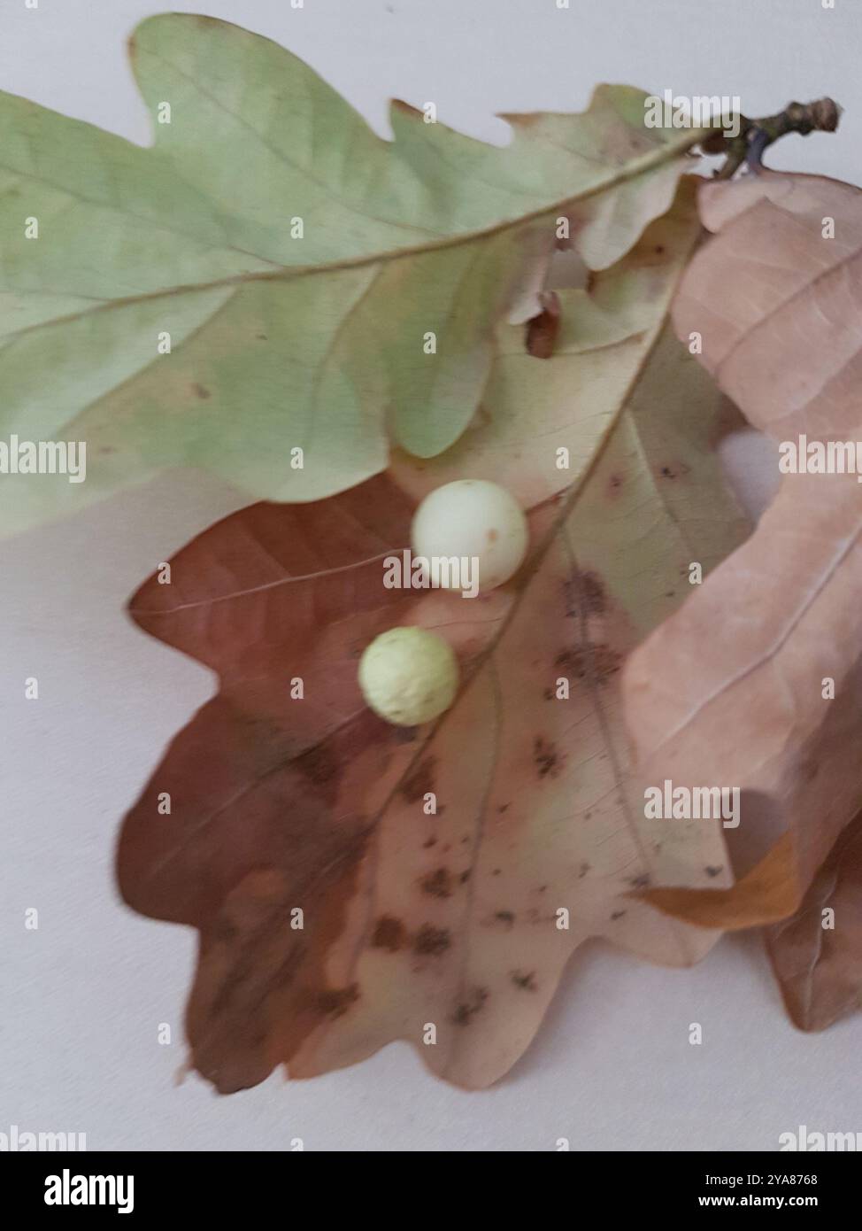 Cherry Gall Wasp (Cynips quercusfolii) Insecta Stock Photo - Alamy