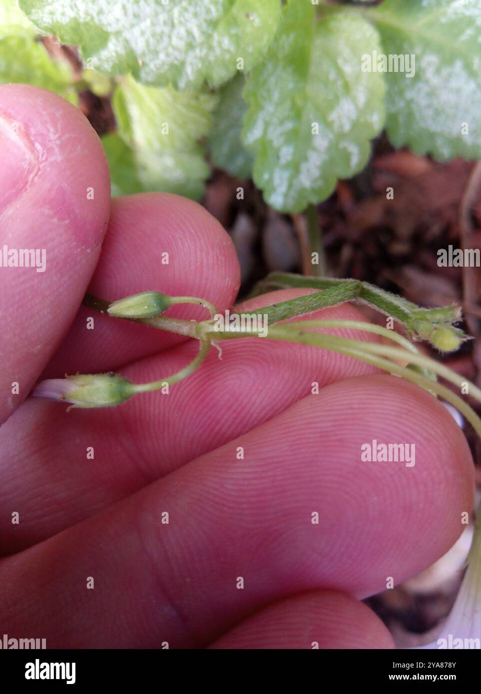 false shamrock (Oxalis triangularis) Plantae Stock Photo - Alamy