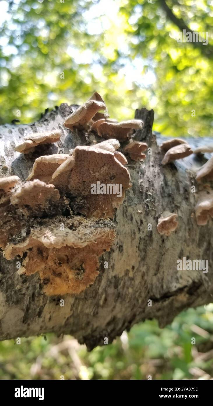 violet-toothed polypore (Trichaptum biforme) Fungi Stock Photo - Alamy