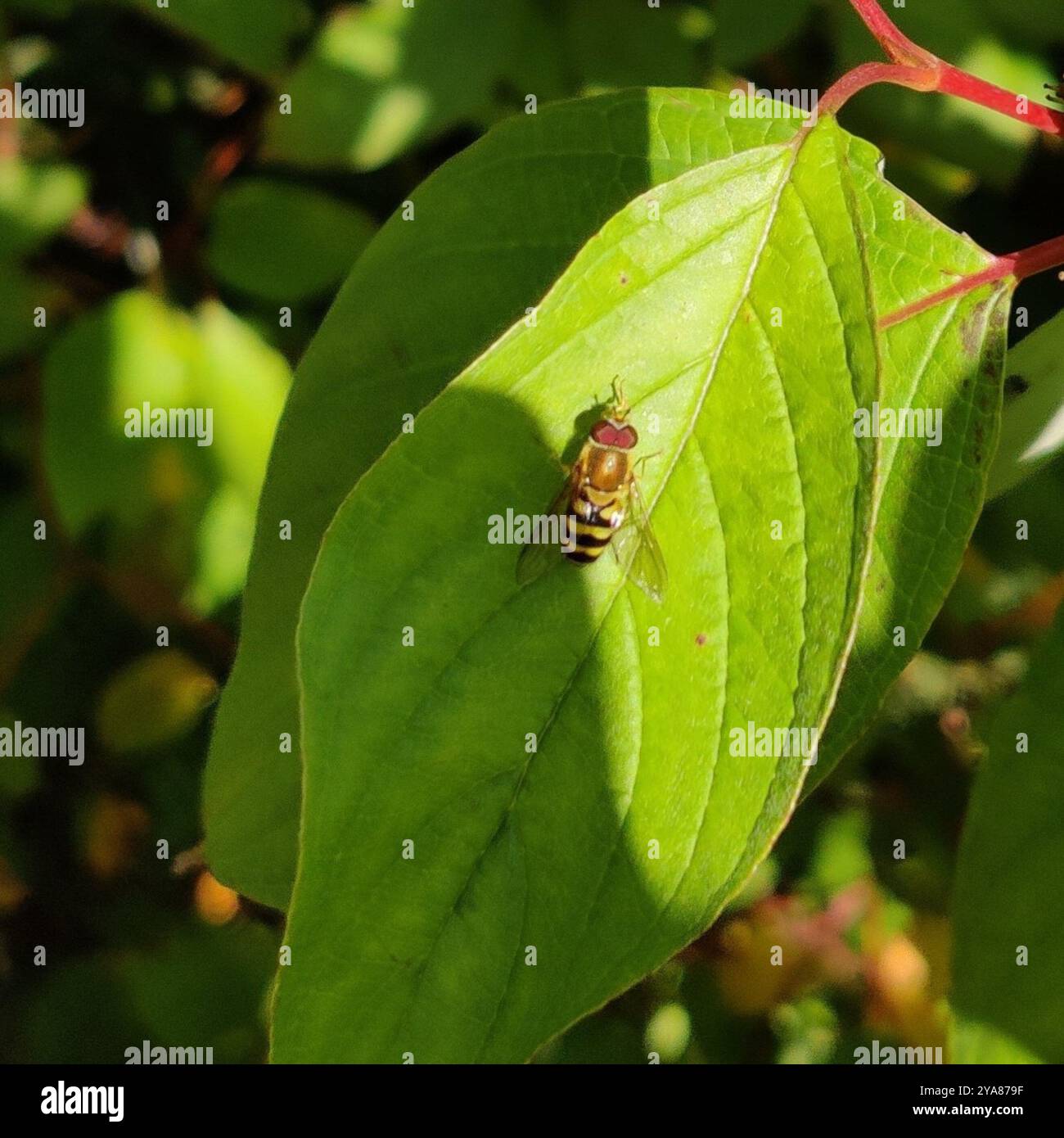 Common Flower Flies (Syrphus) Insecta Stock Photo - Alamy