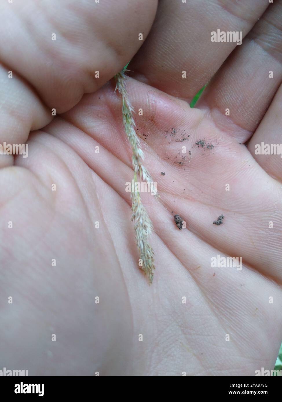 canadian bluejoint (Calamagrostis canadensis) Plantae Stock Photo - Alamy