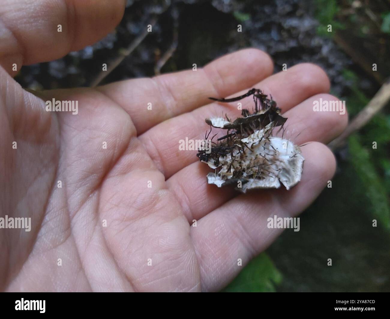 scaly pelt lichen (Peltigera praetextata) Fungi Stock Photo - Alamy