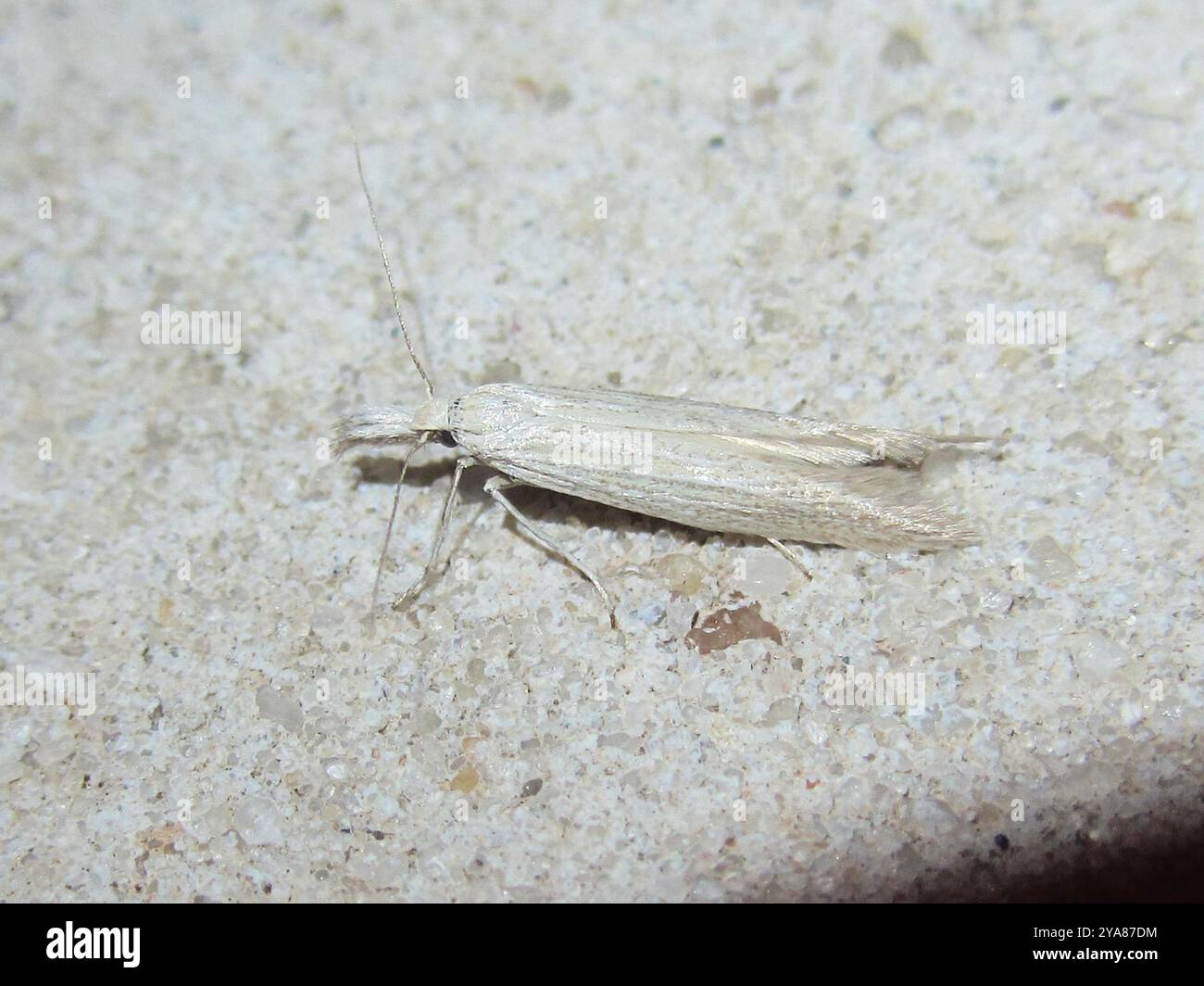 Curved-horn Moths (Gelechioidea) Insecta Stock Photo - Alamy