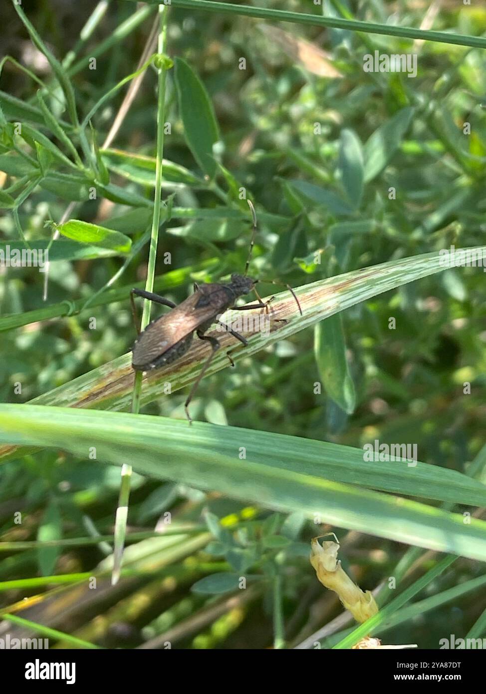 Bug alydus calcaratus hi-res stock photography and images - Alamy