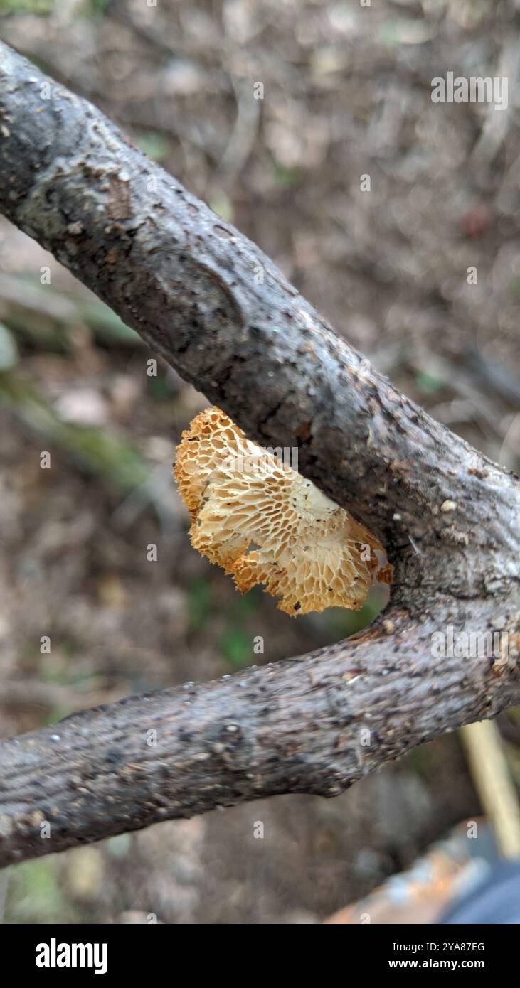 hexagonal-pored polypore (Neofavolus alveolaris) Fungi Stock Photo - Alamy