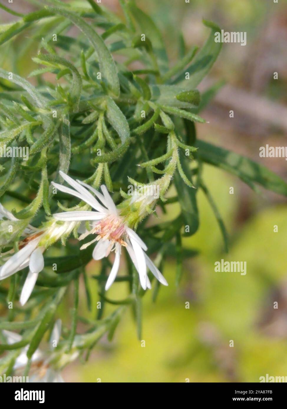 white heath aster (Symphyotrichum ericoides) Plantae Stock Photo - Alamy