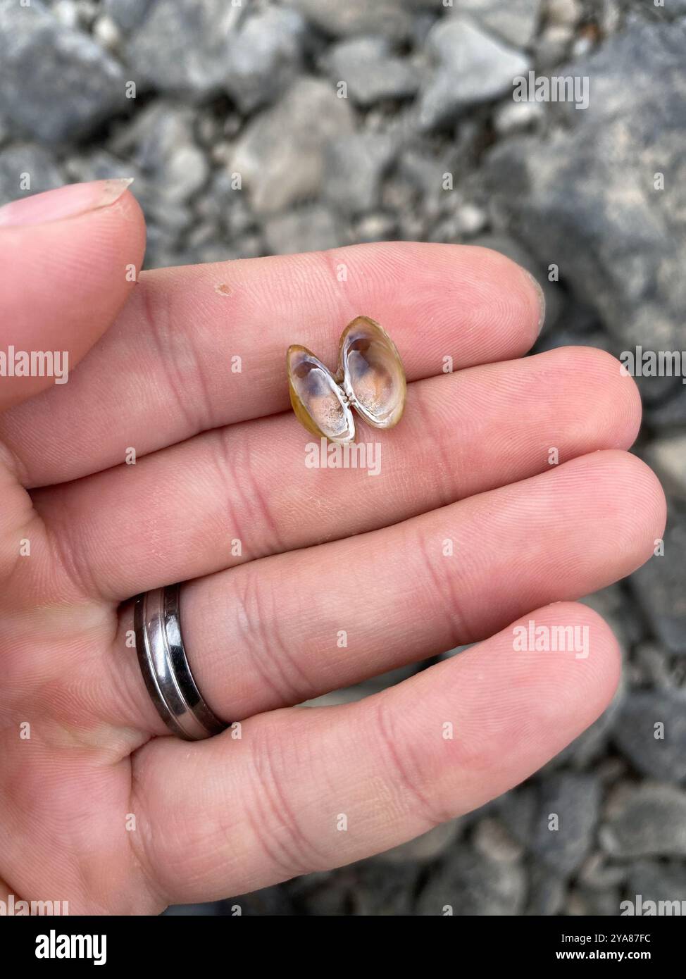 Asian Clam (Corbicula fluminea) Mollusca Stock Photo - Alamy