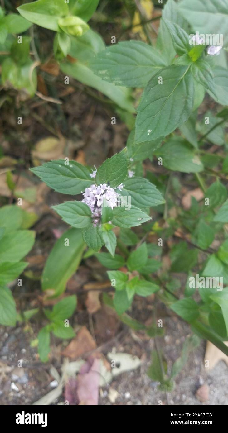 corn mint (Mentha arvensis) Plantae Stock Photo - Alamy