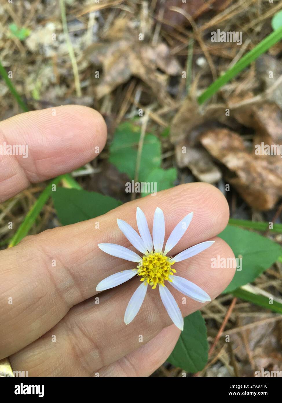 bouquet aster (Eurybia mirabilis) Plantae Stock Photo - Alamy
