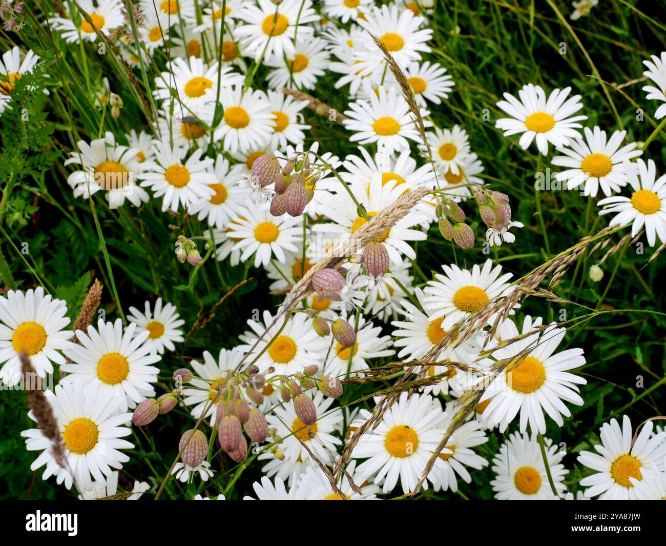 Catchfly with pigeon goiter flowers hi-res stock photography and images ...