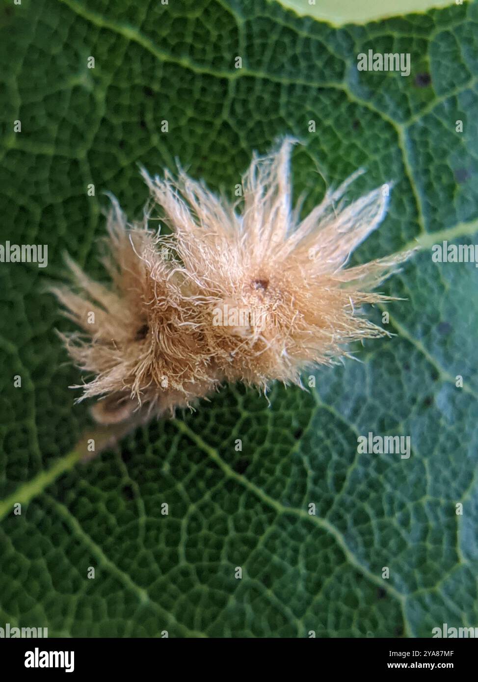 Furry Oak Leaf Gall Wasp (Callirhytis furva) Insecta Stock Photo - Alamy