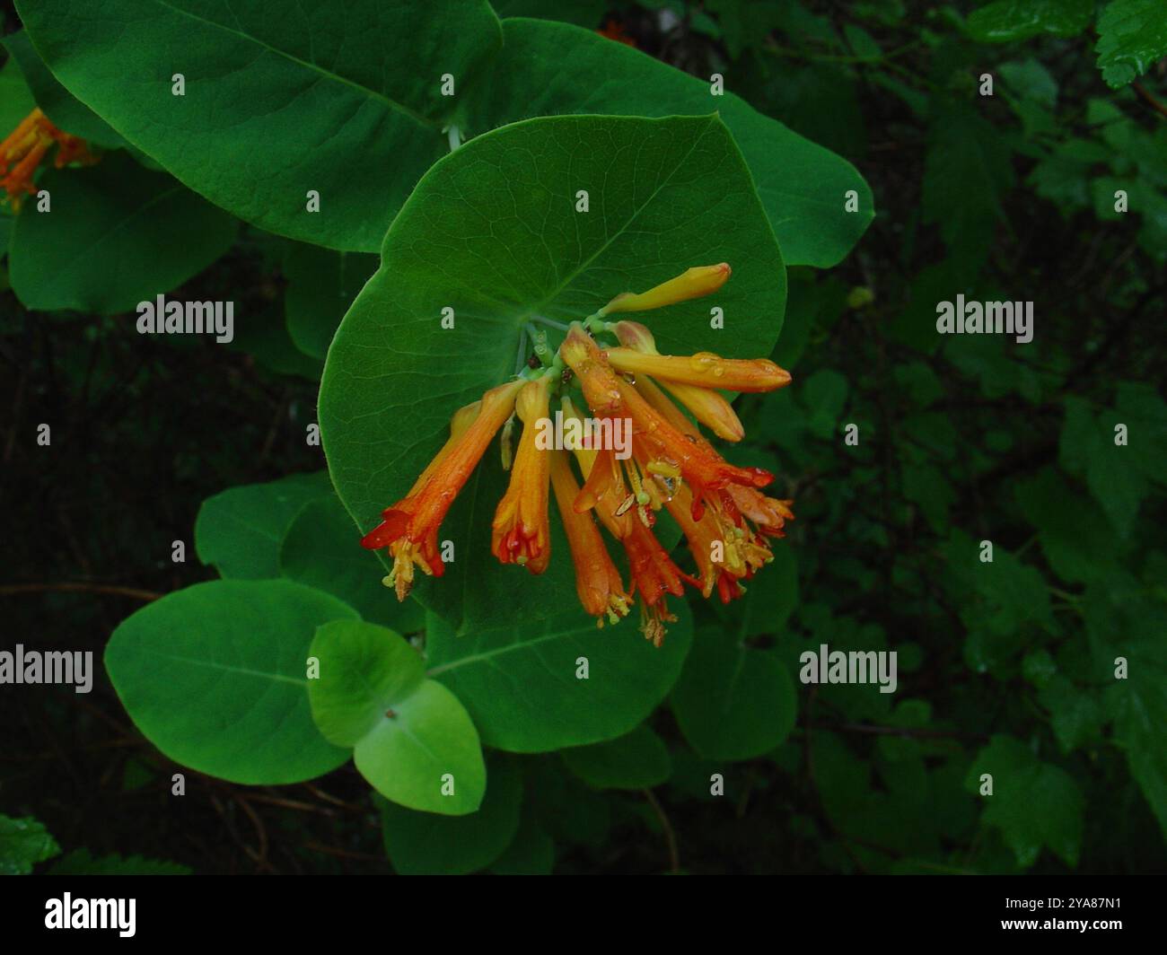 orange honeysuckle (Lonicera ciliosa) Plantae Stock Photo - Alamy