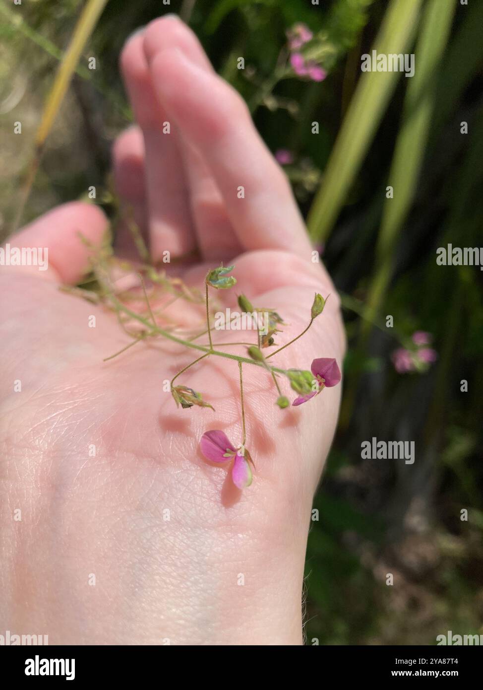 Florida beggarweed (Desmodium tortuosum) Plantae Stock Photo - Alamy