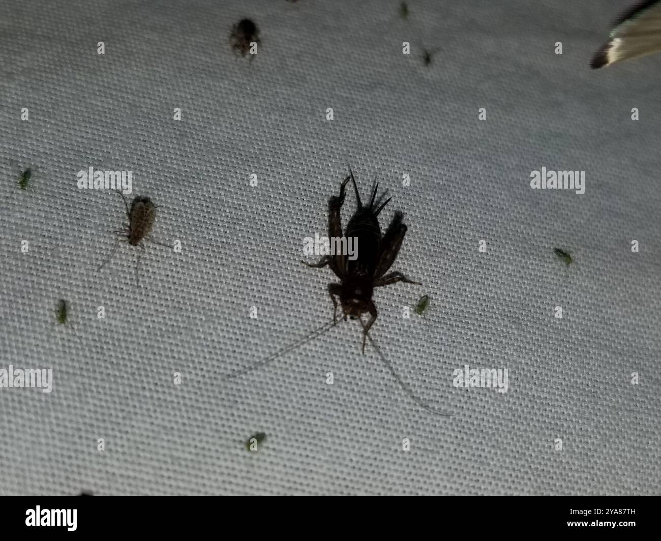 Small Ground Crickets (Neonemobius) Insecta Stock Photo - Alamy