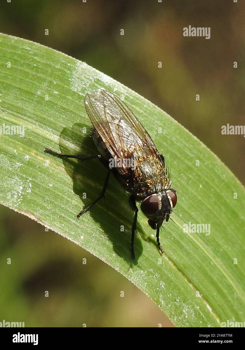 Cluster Flies (Pollenia) Insecta Stock Photo - Alamy