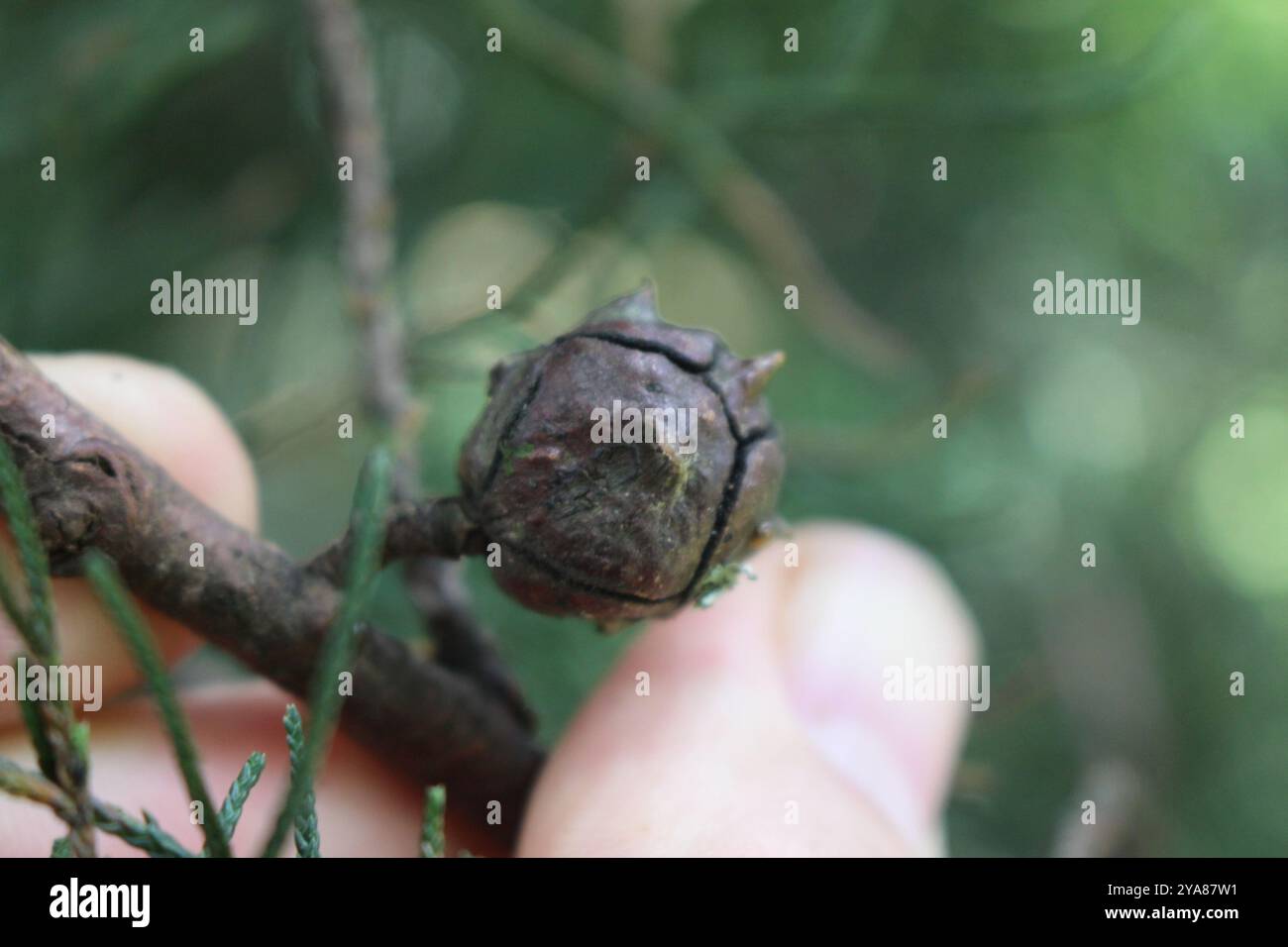 cedar of Goa (Hesperocyparis lusitanica) Plantae Stock Photo - Alamy