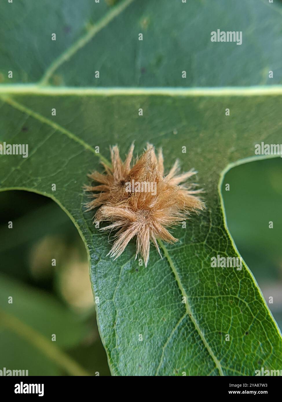 Furry Oak Leaf Gall Wasp (Callirhytis furva) Insecta Stock Photo - Alamy