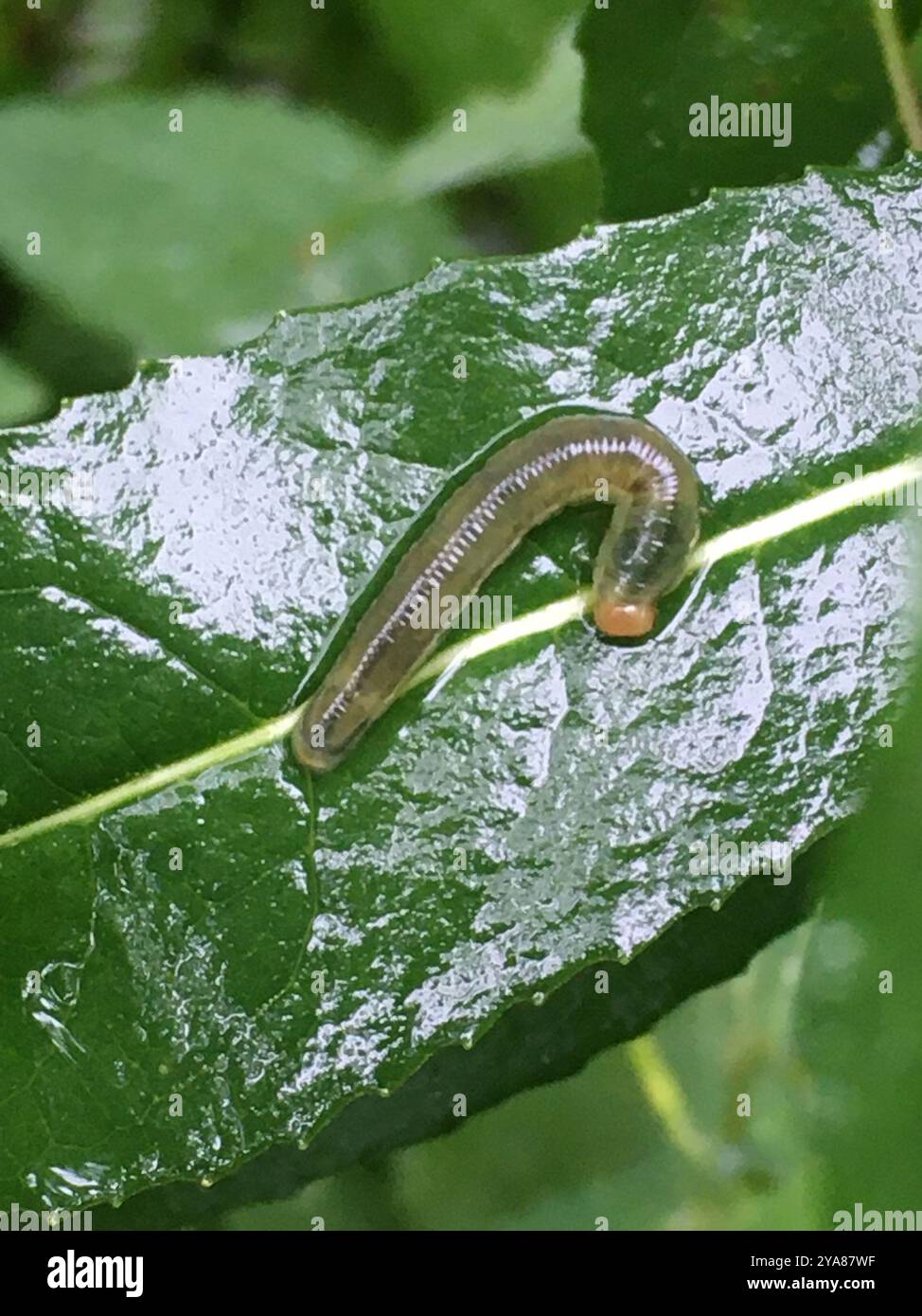 Sawflies, Horntails, and Wood Wasps (Symphyta) Insecta Stock Photo - Alamy