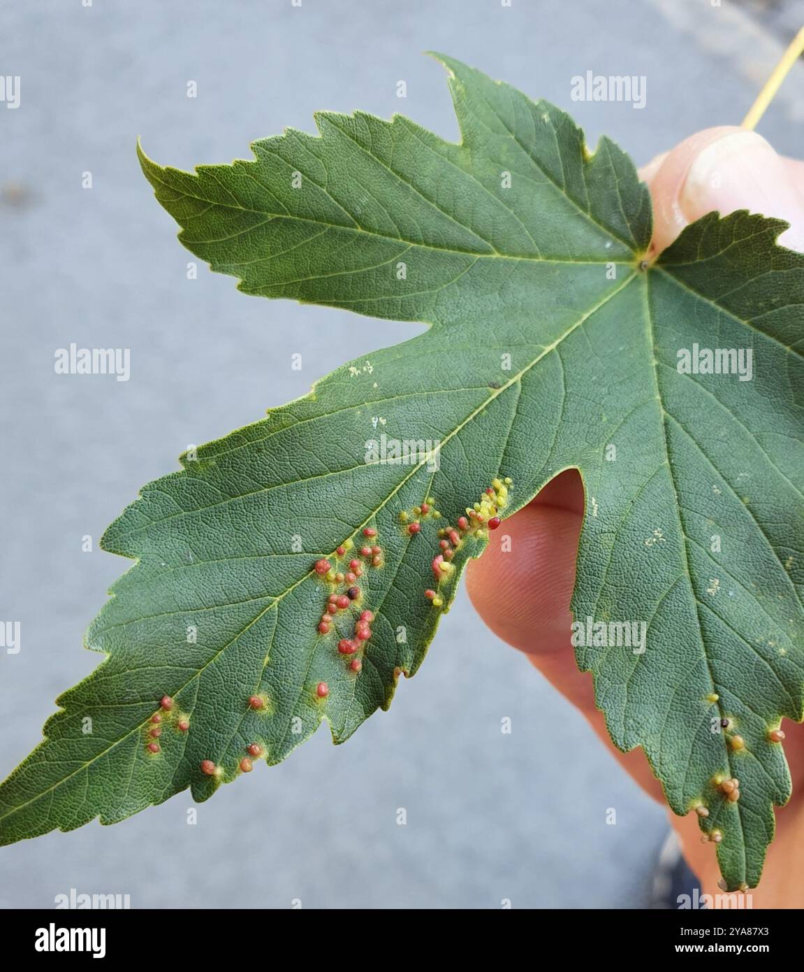 Maple gall mite (Aceria macrorhyncha) Arachnida Stock Photo - Alamy