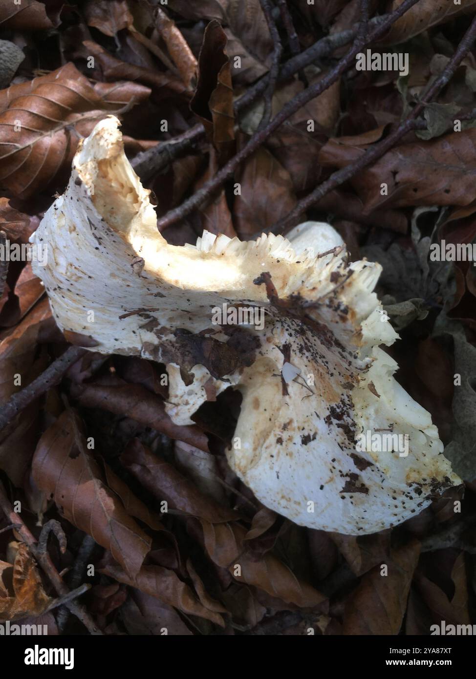 milk-white brittlegill (Russula delica) Fungi Stock Photo - Alamy