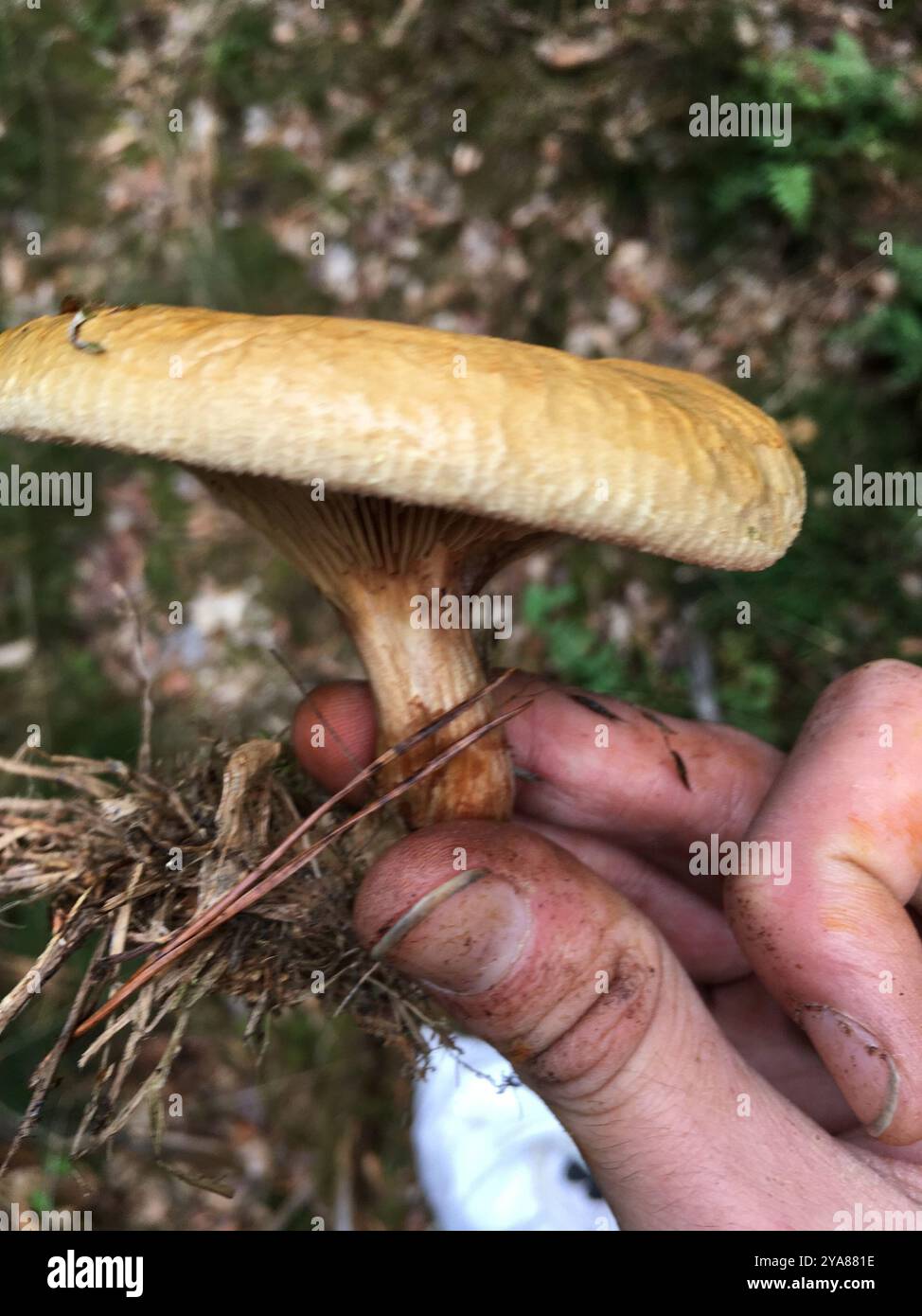 Brown Roll-Rim (Paxillus involutus) Fungi Stock Photo - Alamy