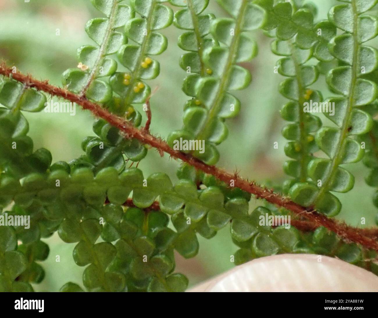 scrambling coral-fern (Gleichenia microphylla) Plantae Stock Photo - Alamy