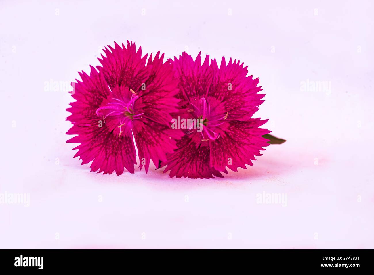 Cheddar pink flower (Dianthus gratianopolitanus ) - Uganda Stock Photo ...