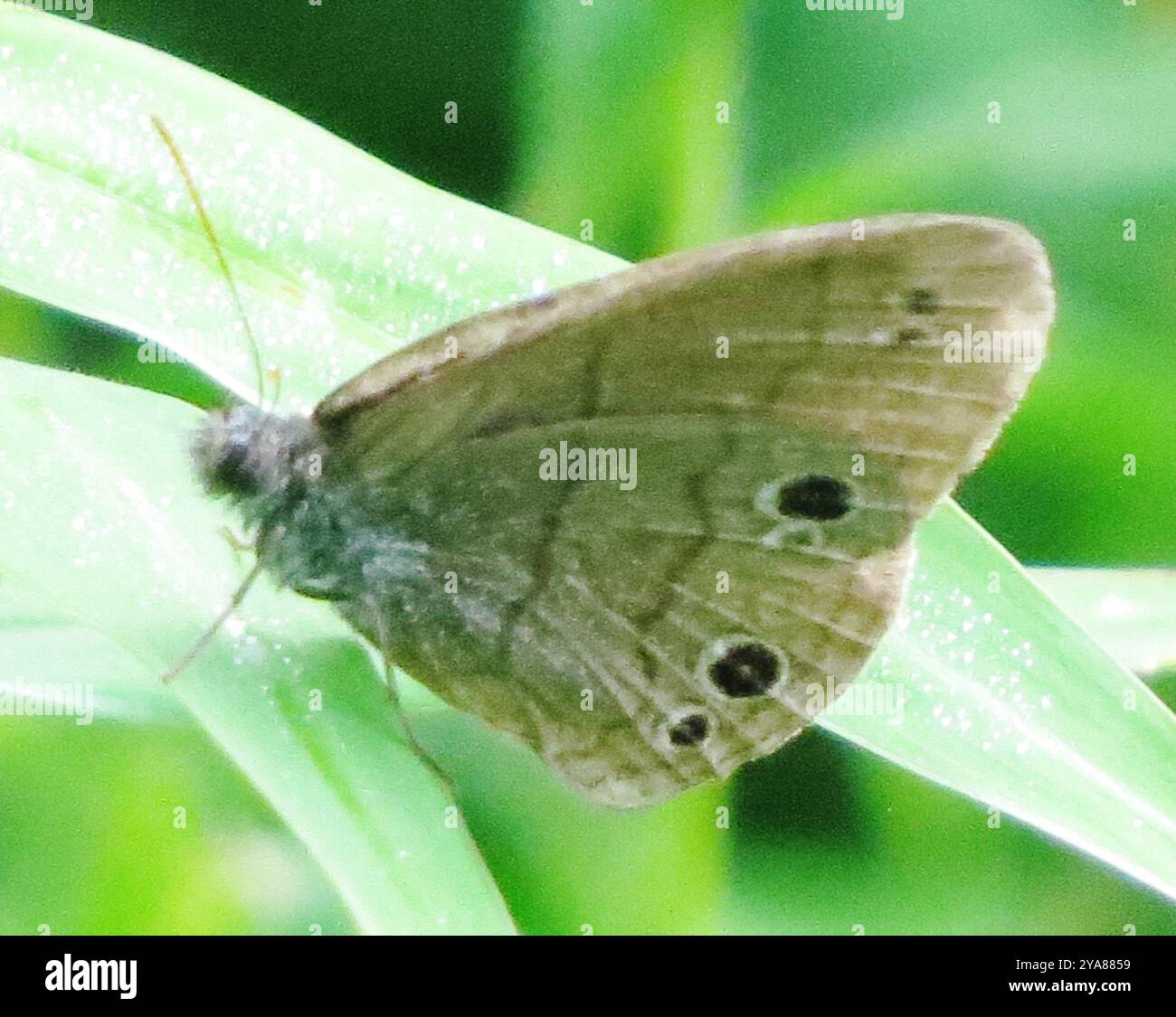 Carolina Satyr (Hermeuptychia sosybius) Insecta Stock Photo - Alamy