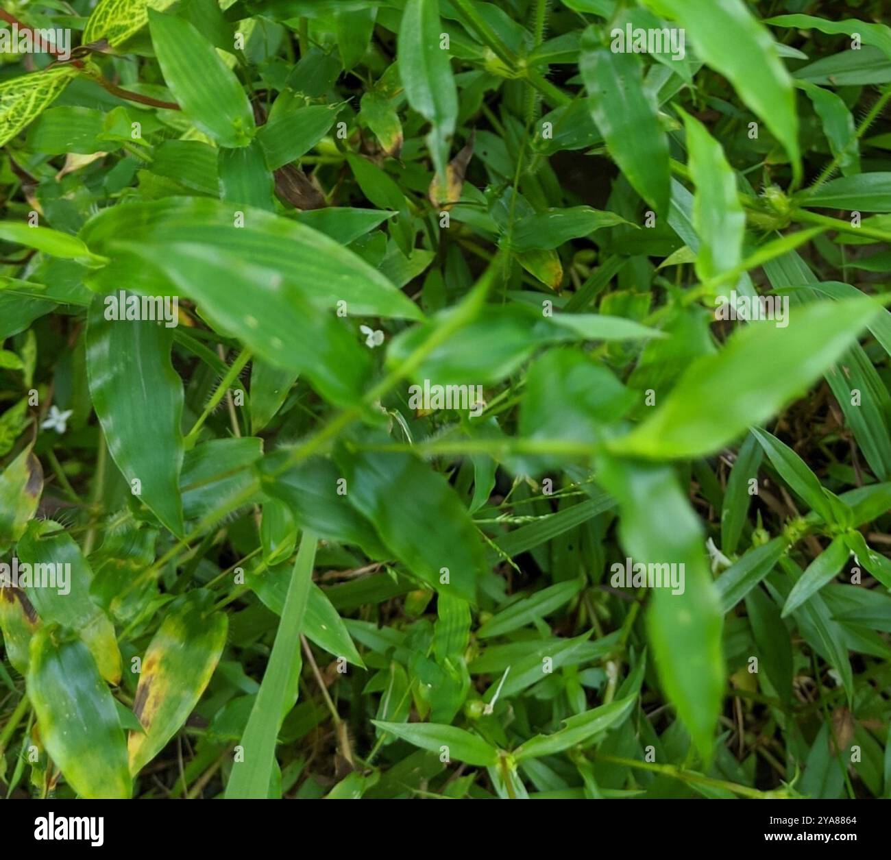 small carpetgrass (Arthraxon hispidus) Plantae Stock Photo - Alamy