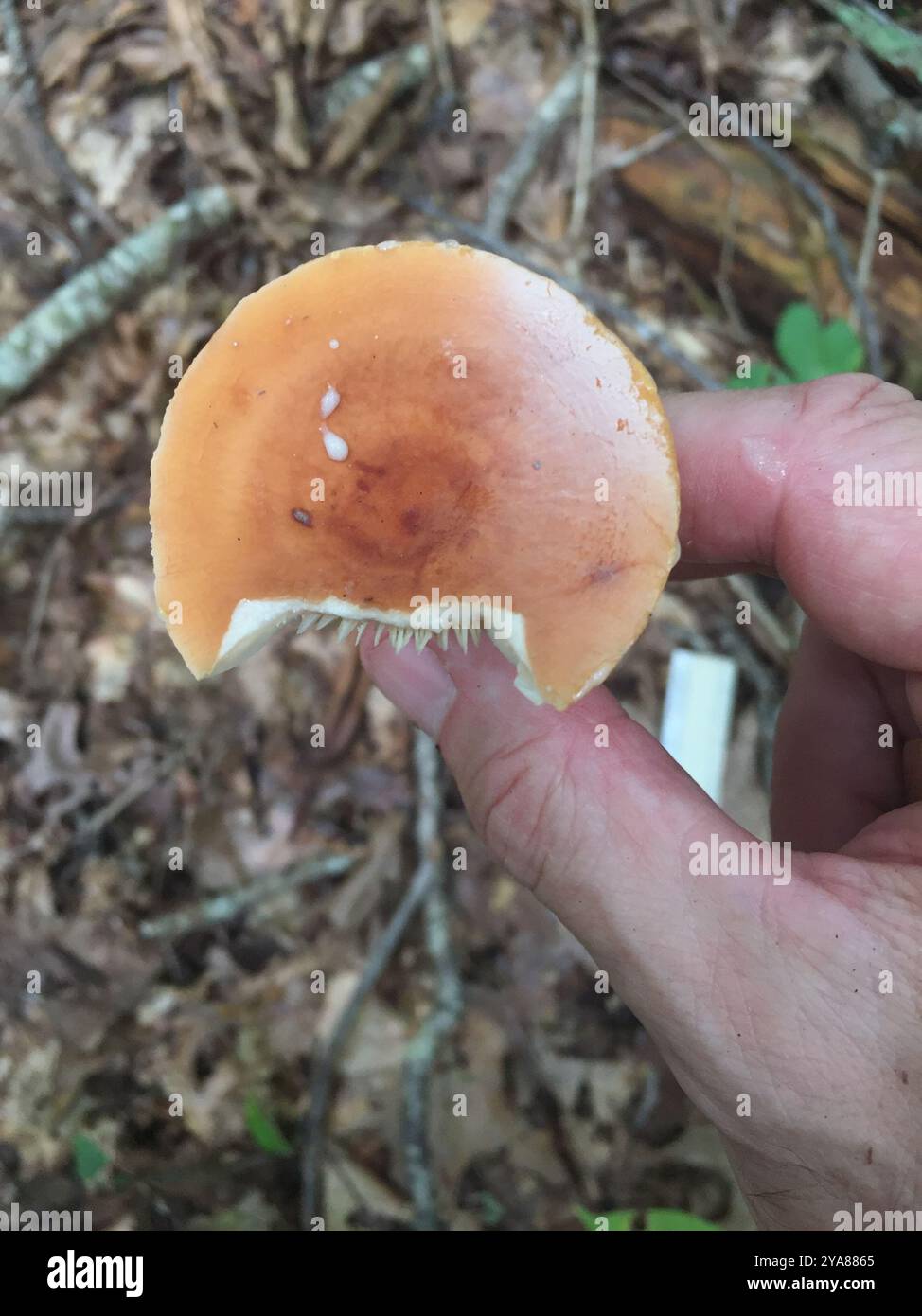 Weeping Milk Cap (Lactifluus volemus) Fungi Stock Photo - Alamy