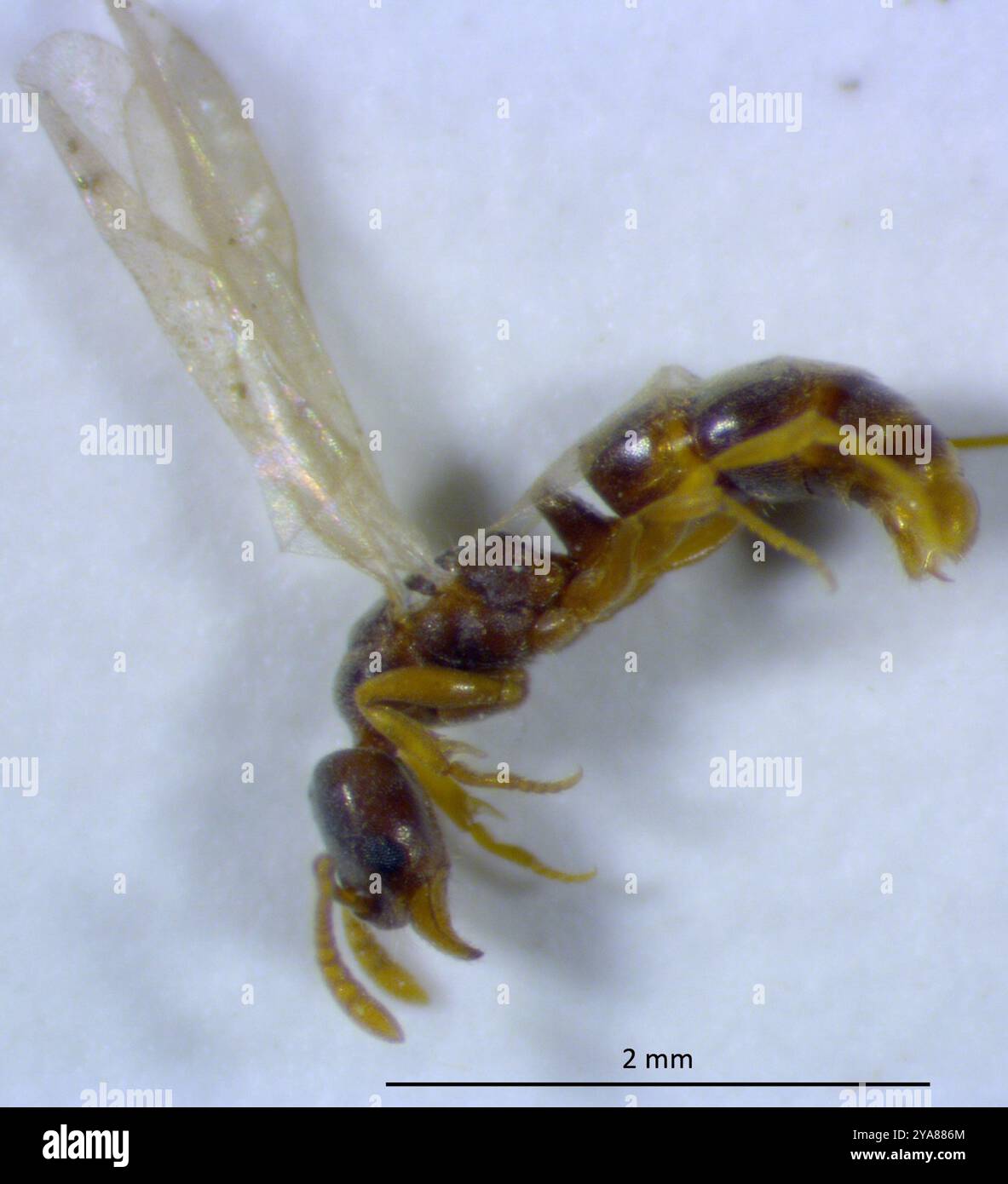 Typical Ponerine Ants (Ponerini) Insecta Stock Photo - Alamy